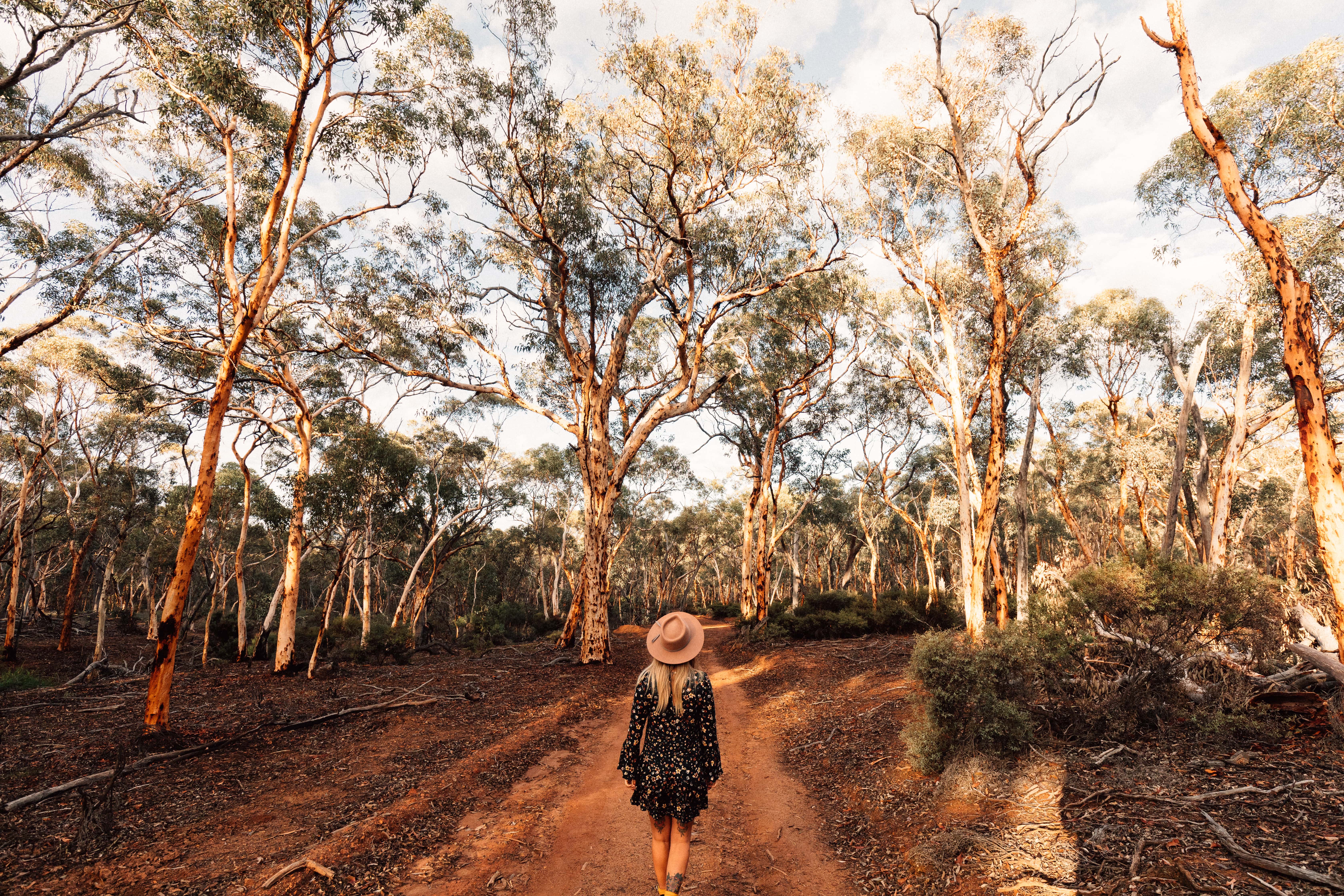 Dryandra Woodland National Park | Explore | Dryandra Tourism